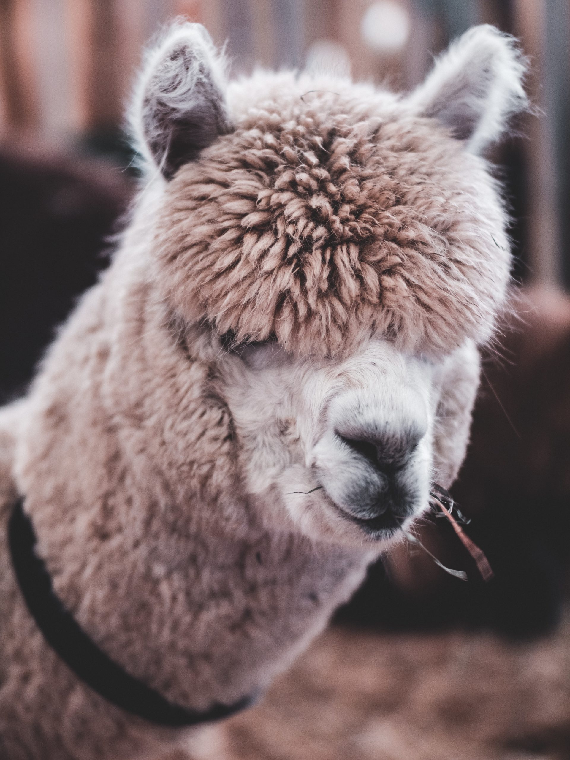 Why alpaca fibre? - ALPACAPPELLA JEWELLERY